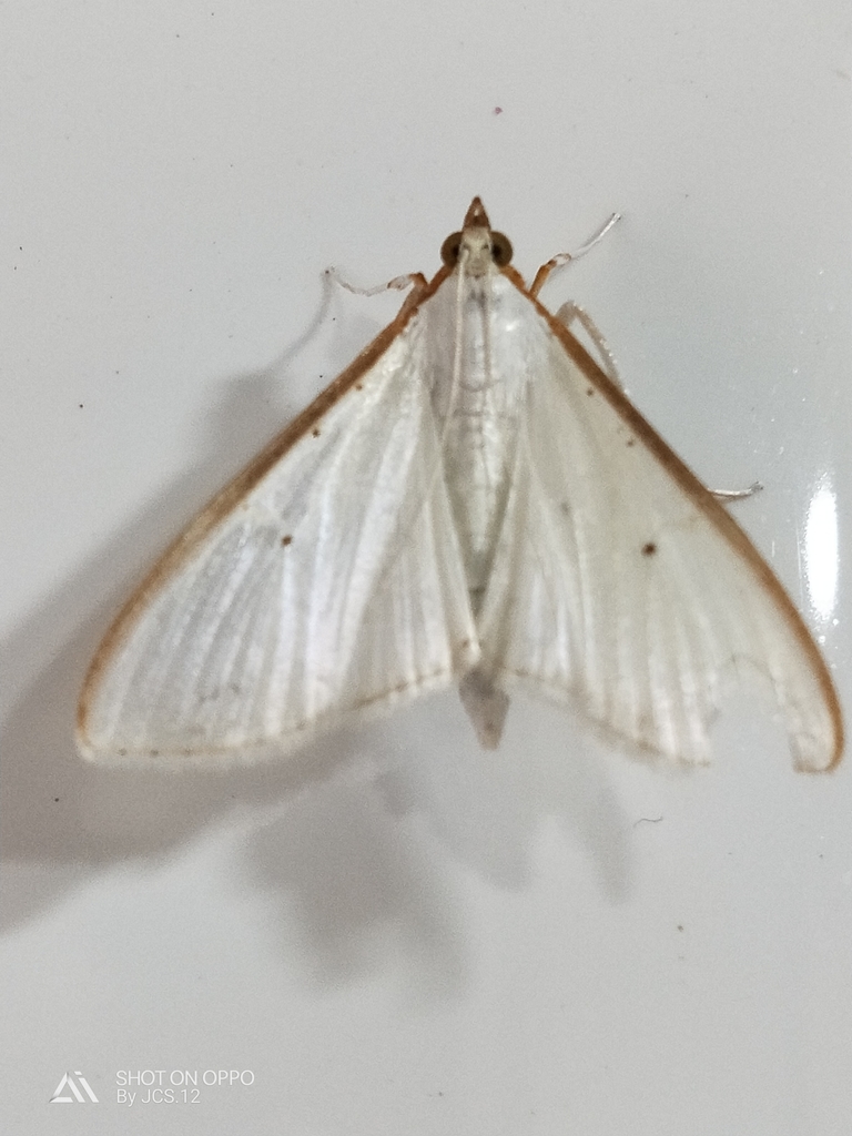 Jasmine Moth from 46192 Monserrat, Valencia, España on June 24, 2019 at ...