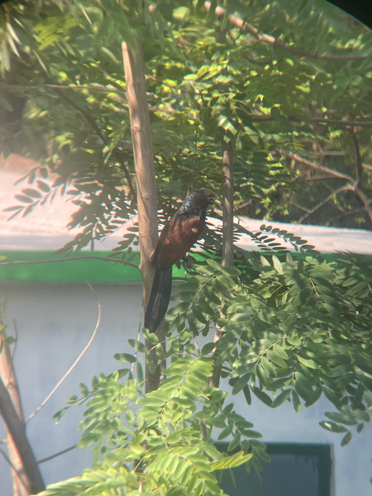 Greater Coucal from Chaibasa on May 13, 2024 at 02:28 PM by Sriranjan ...