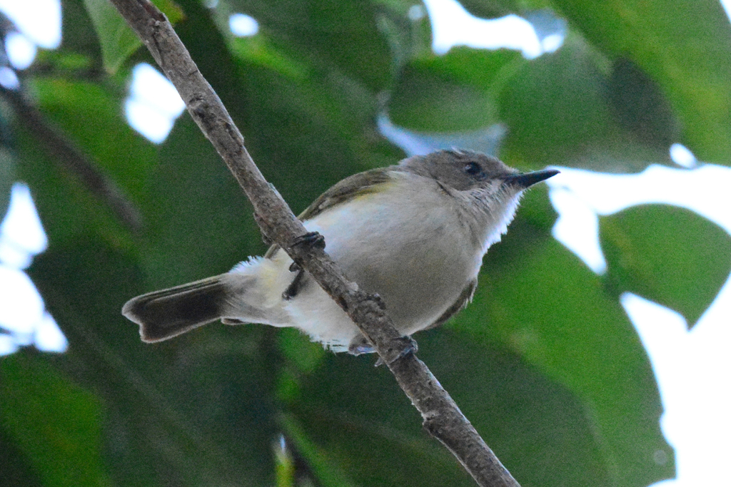 Green-backed Gerygone from Darwin NT, Australia on June 22, 2024 at 03: ...