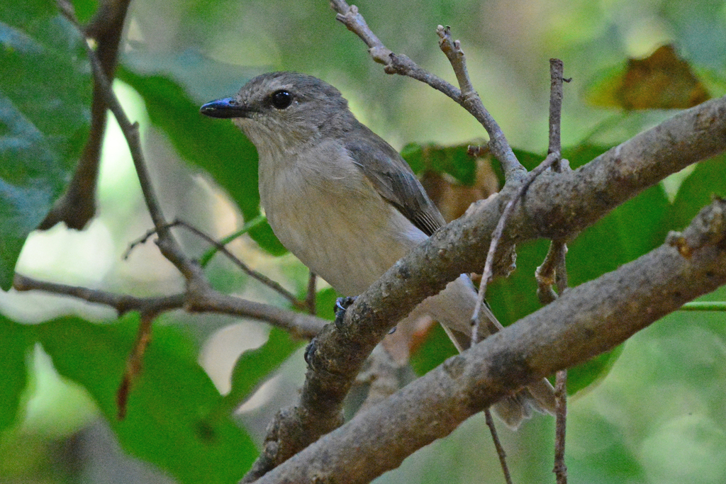 Grey Whistler from Darwin NT, Australia on June 21, 2024 at 10:45 AM by ...