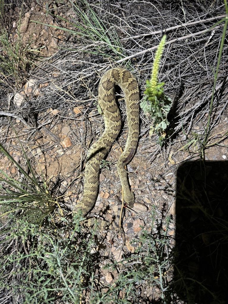 Mojave Rattlesnake from E Roll Ranch Rd, Willcox, AZ, US on September 8 ...