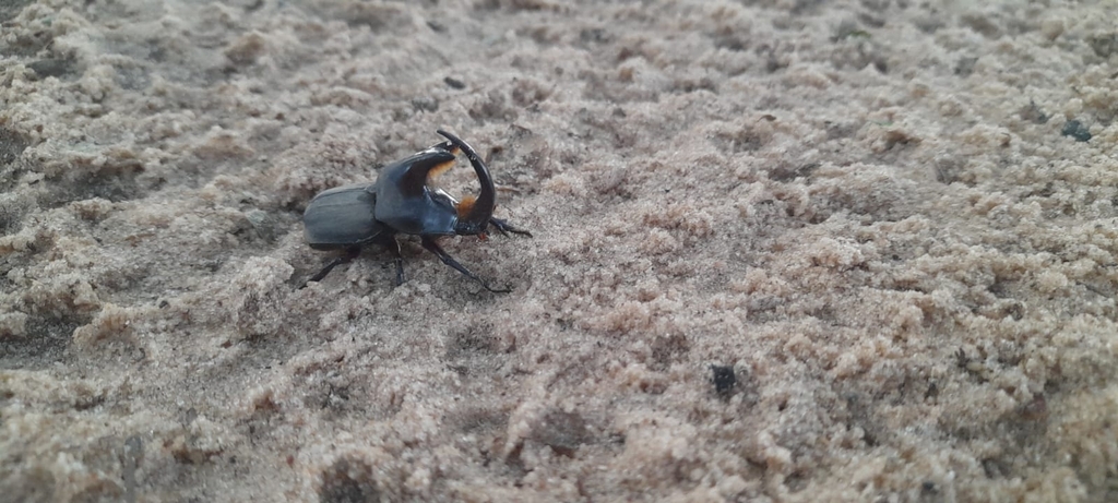 Diloboderus abderus in March 2024 by Lara Centurion · iNaturalist