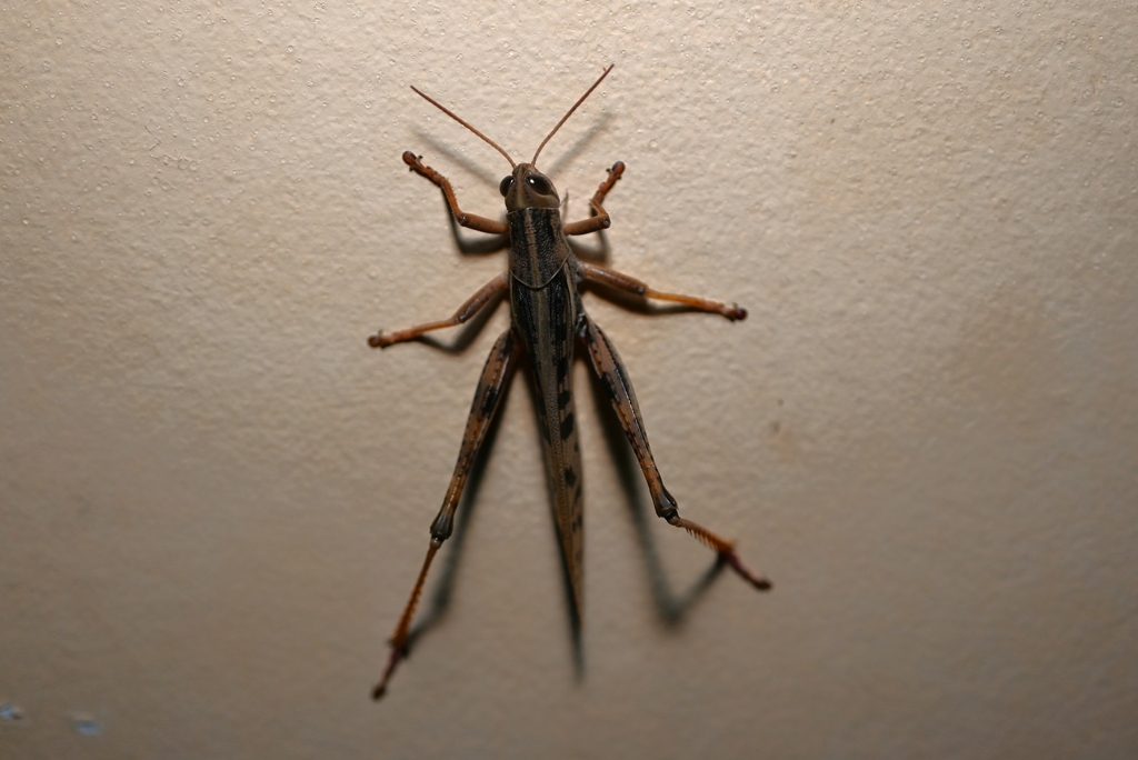 Confusing Spur-throated Locust from Degilbo QLD 4621, Australia on ...