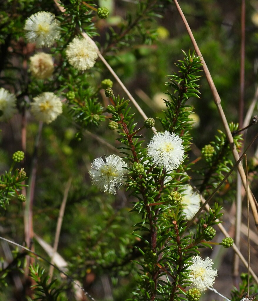 Acacia brunioides from Mount French QLD 4310, Australia on September 7 ...