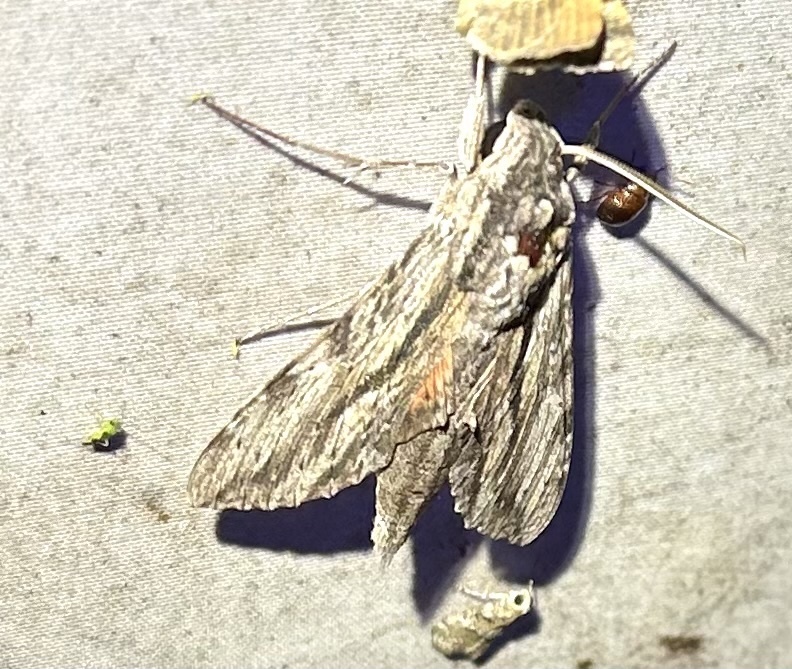 Obscure Sphinx in September 2024 by vanwest · iNaturalist