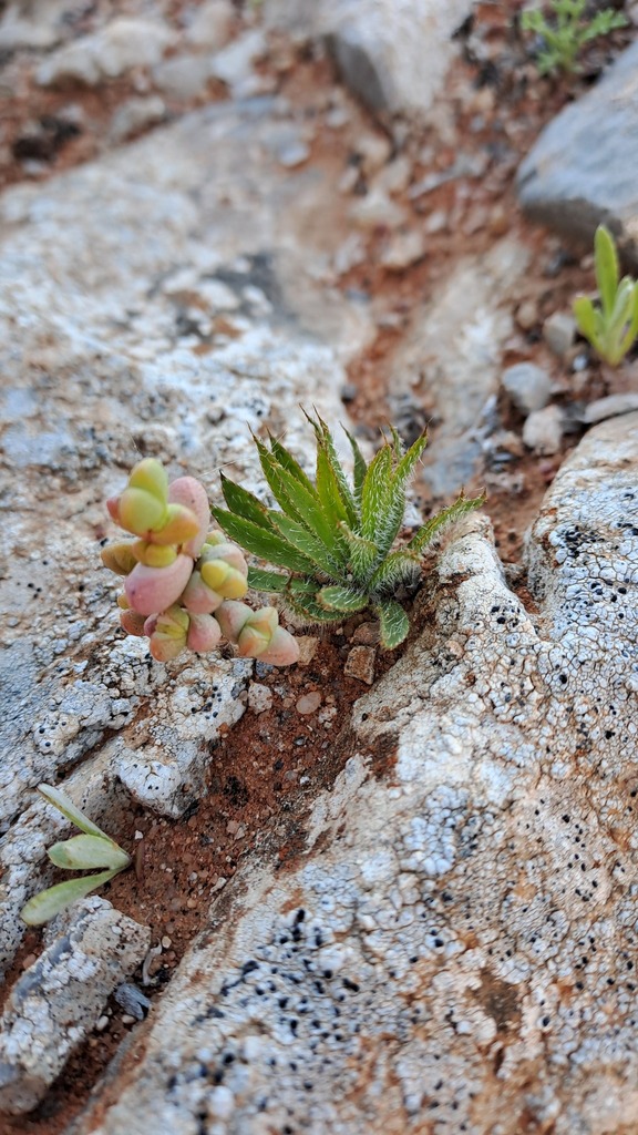 Gethyllis setosa in August 2024 by Tristan Kruger · iNaturalist