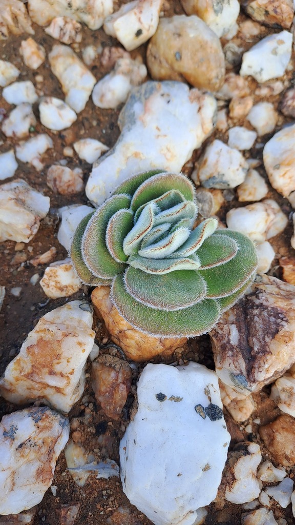Furry Stonecrop in August 2024 by Tristan Kruger · iNaturalist