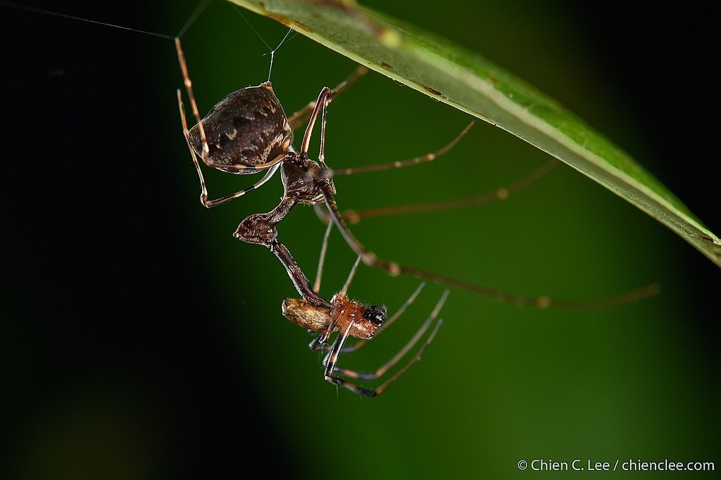 Eriauchenus workmani from Ifanadiana, Madagascar on January 12, 2019 at ...