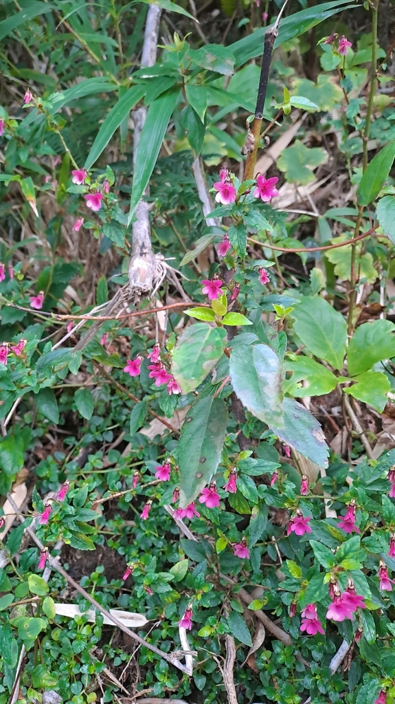 Viola rubella from 5J28+QF, Valdivia, Los Ríos, Chile on August 31, 2024 at 08:12 AM by joaquin ...