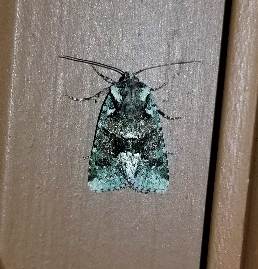 Explicit Arches from Fentress County, TN, USA on September 8, 2024 at 08:47 PM by Allen Barlow ...