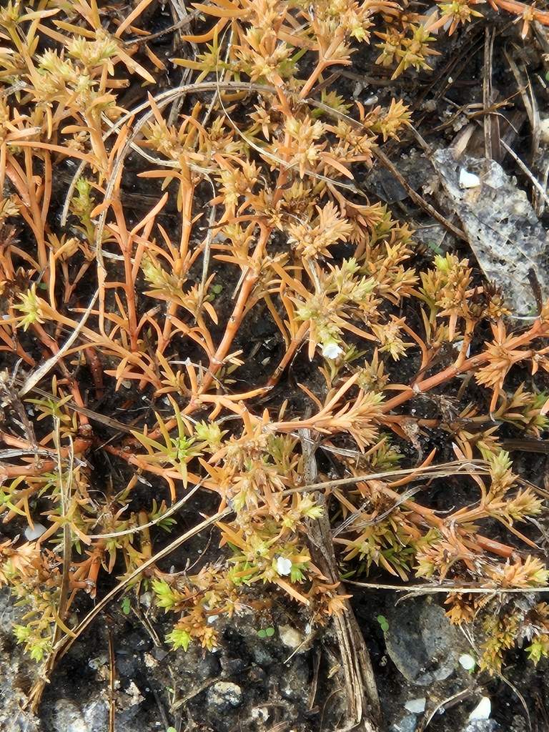 Rust Weed in September 2024 by Ryan T · iNaturalist