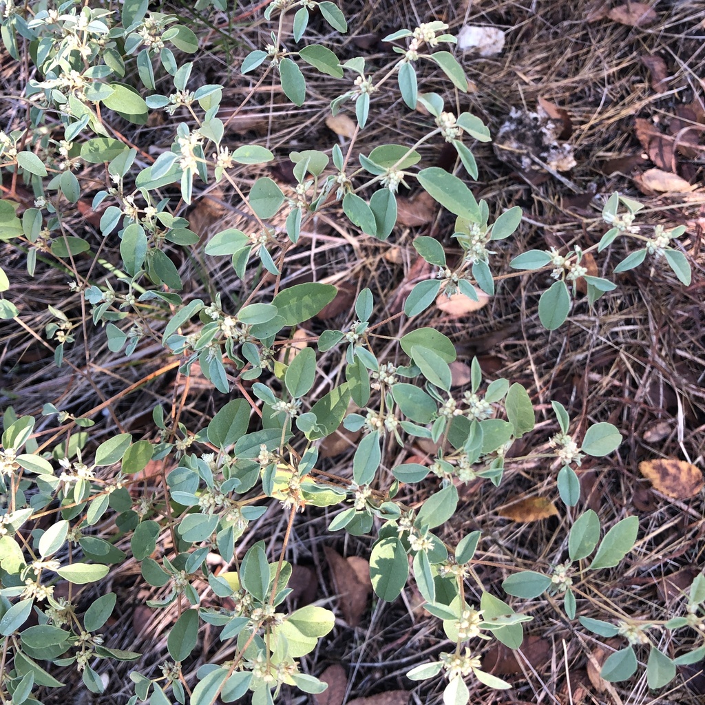 Prairie Tea from County Road 1109B, Rio Vista, TX, US on September 09 ...