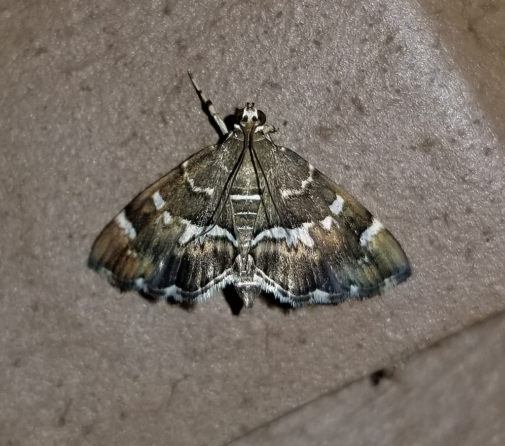 Spotted Beet Webworm Moth from Fentress County, TN, USA on September 8 ...