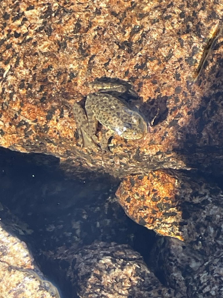 Sierra Nevada Yellow-legged Frog in September 2024 by Karen Taylor ...