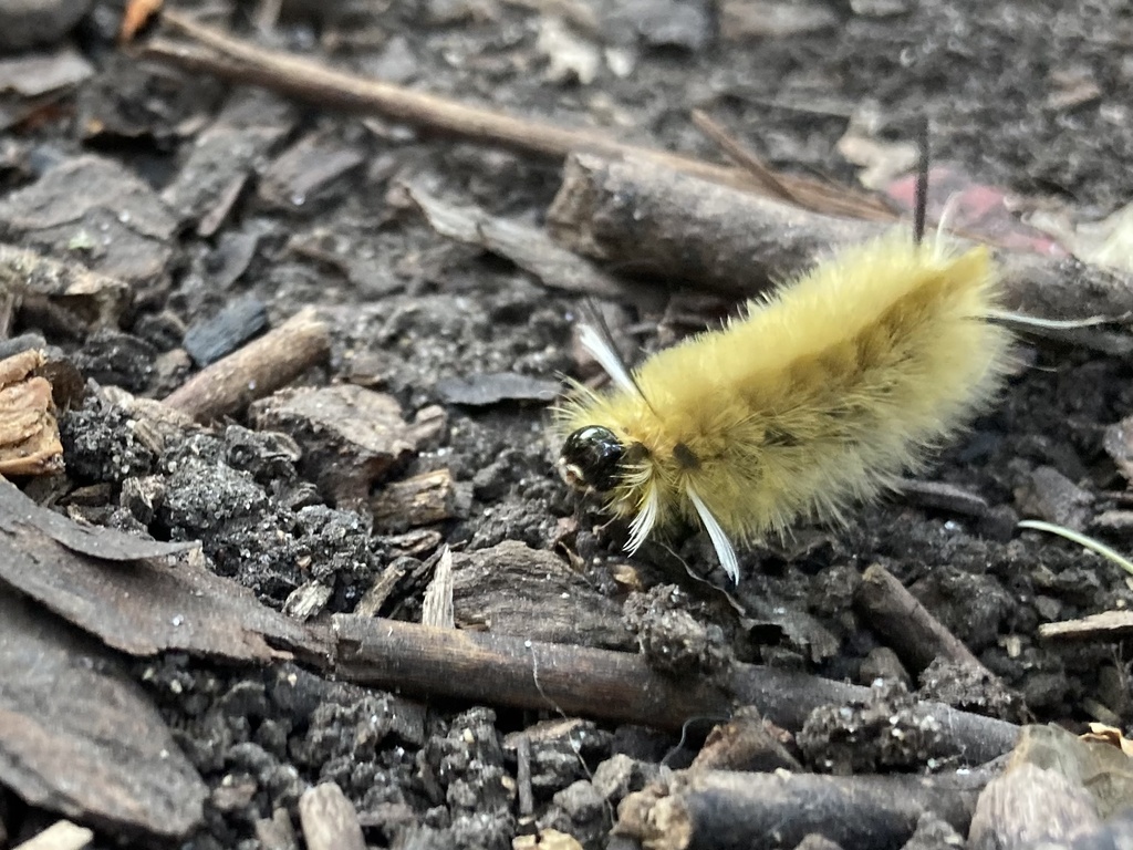 Banded Tussock Moth from Lake Hiawatha Park, Minneapolis, MN, US on ...