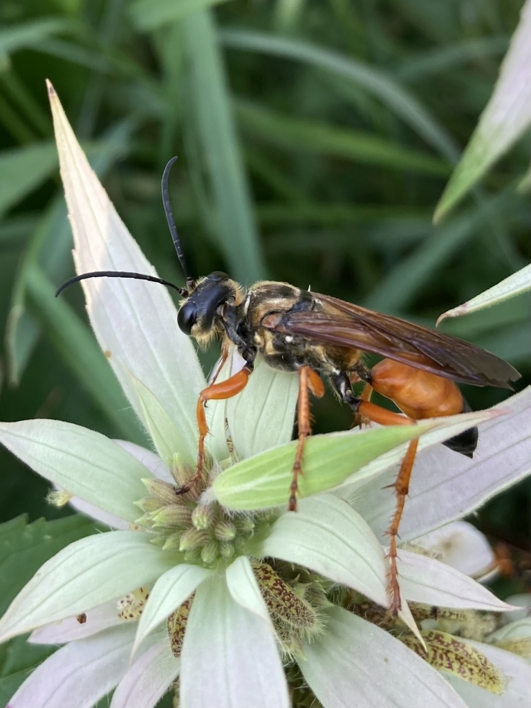 Great Golden Digger Wasp from Lake Hiawatha Park, Minneapolis, MN, US ...