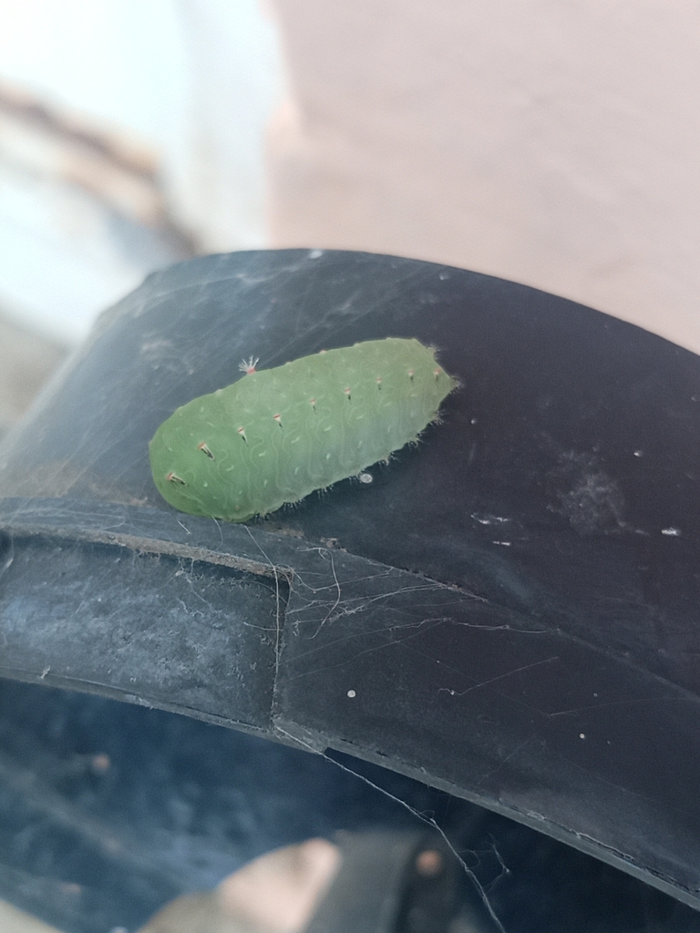 Aididae from Fortín, MX-VE, MX on September 09, 2024 at 09:49 AM by ...