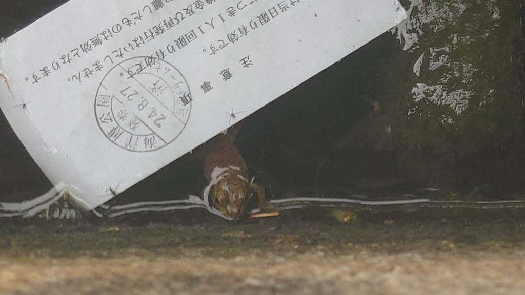 American Bullfrog from 1092-1 Yamagawa, Motobu, Kunigami District ...