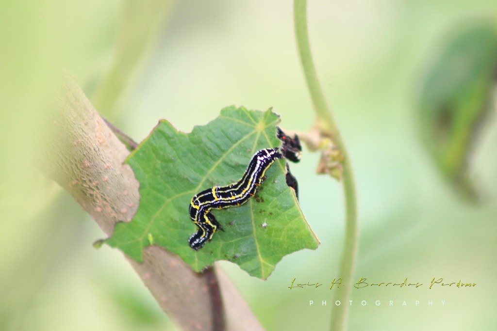 Orodesma from Nido del Halcón, Col Santa Bárbara, Ver., México on ...