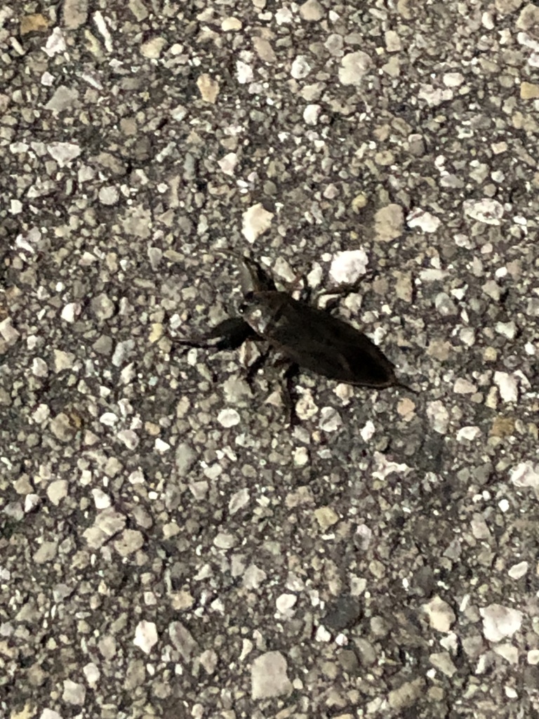 Uhler's Giant Water Bug from W University Ave, Gainesville, FL, US on ...