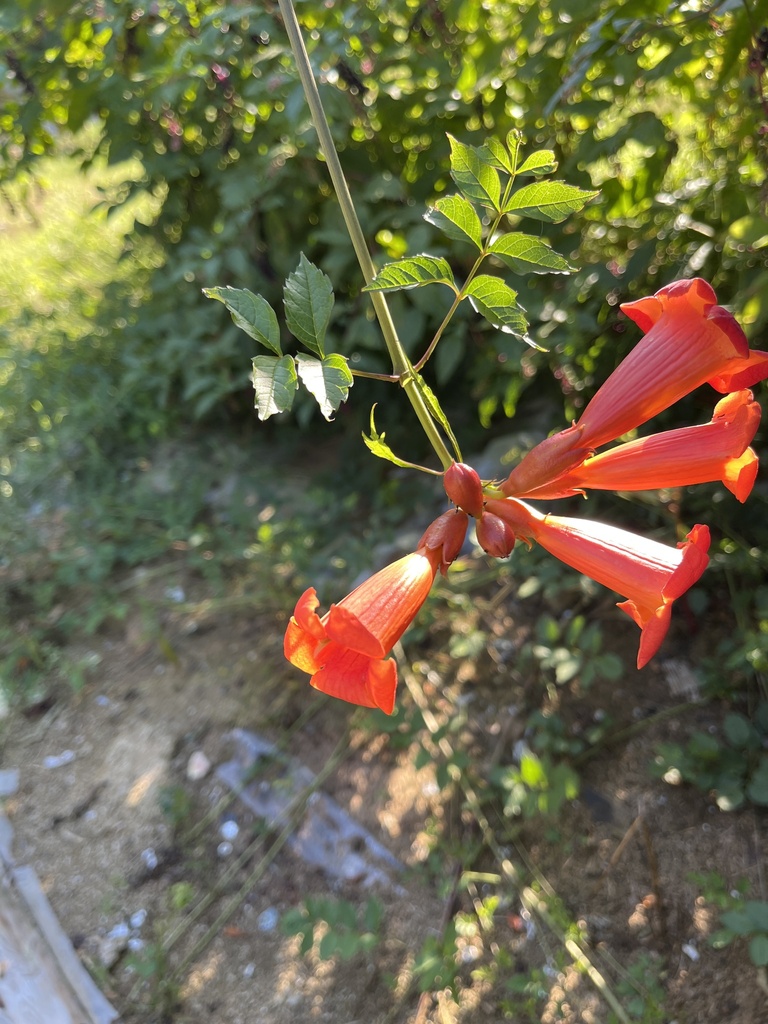 American trumpet vine in September 2024 by Lexi Brockway · iNaturalist