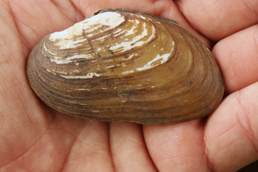 Kidneyshell from Oil City, PA 16301, USA on September 6, 2024 at 05:22 ...