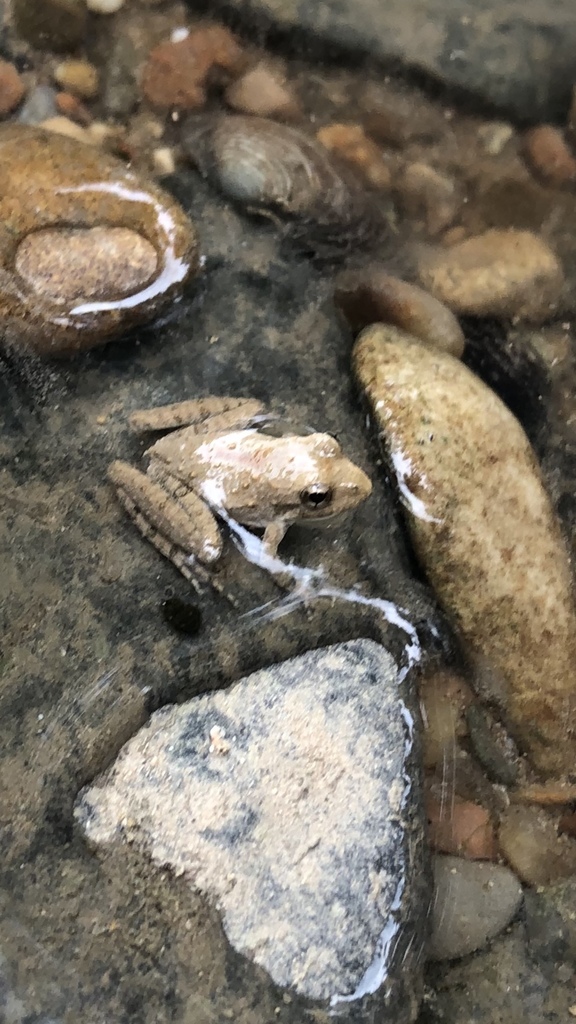 Blanchard's Cricket Frog from 6506 Hergotz Ln, Austin, TX, US on June ...