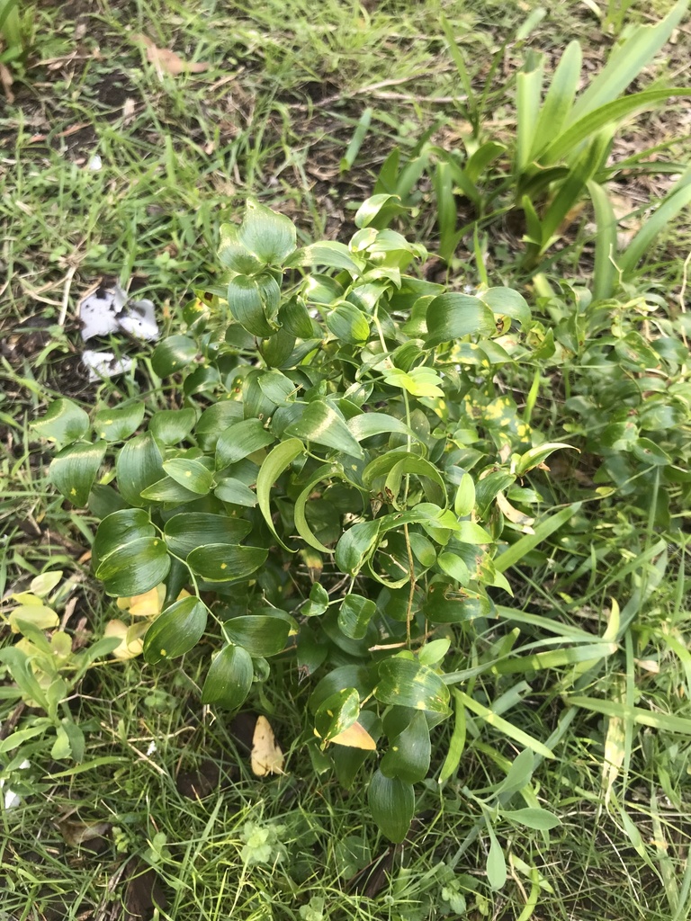 Cape Smilax from Highbury Rd, Fingal, VIC, AU on September 10, 2024 at 10:38 AM by Damien Jones ...