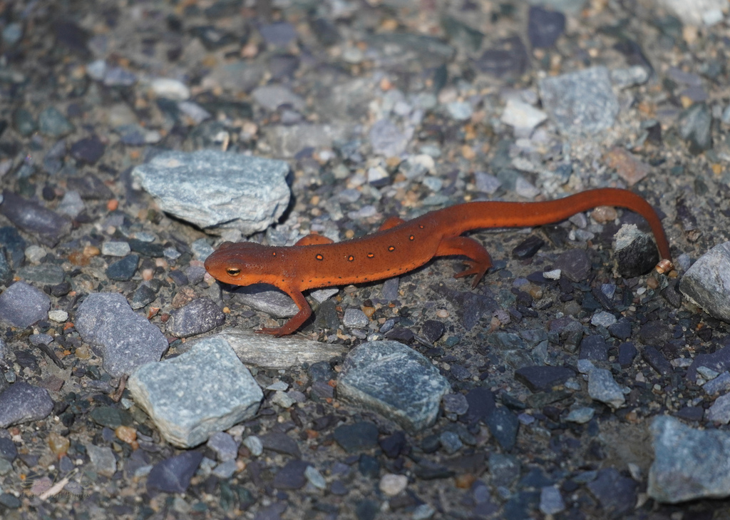 Eastern Newt from Kings County, NS, Canada on September 9, 2024 at 12: ...