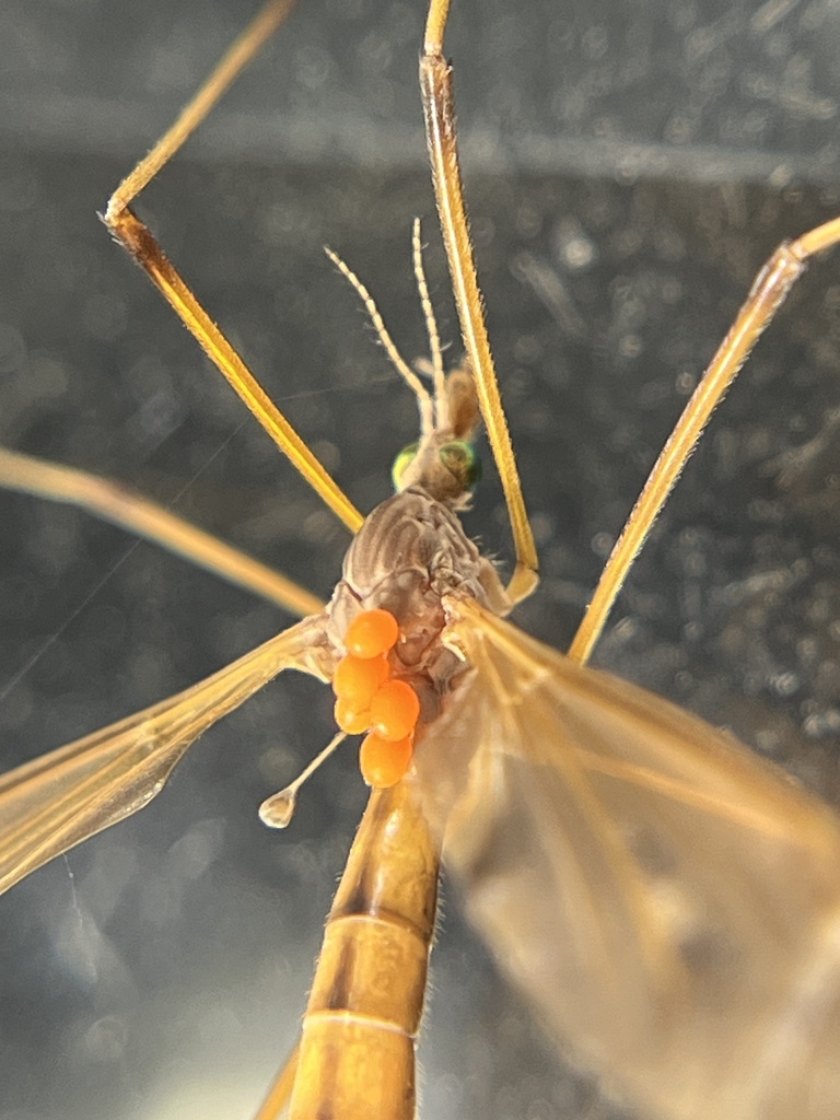 Ascidae from Juniper St, Mahtomedi, MN, US on September 9, 2024 at 08: ...