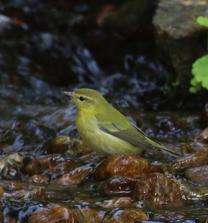 Tennessee Warbler from Rochester, MN, USA on September 9, 2024 at 04:21 ...