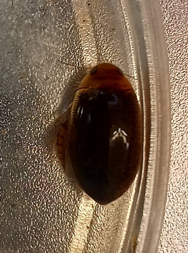 Graphoderus liberus from Lantzville, BC V0R 2H0, Canada on September 9 ...