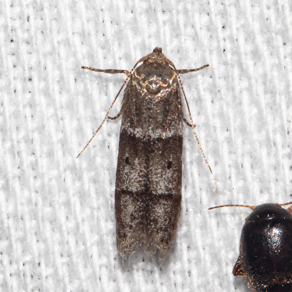 Blastobasis pulchella from Cortland County, NY, USA on July 15, 2024 at ...