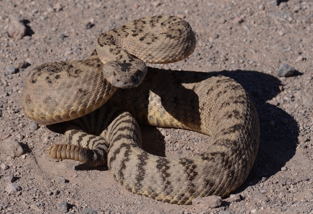 Great Basin Rattlesnake from Caliente, NV 89008, USA on May 16, 2024 at ...
