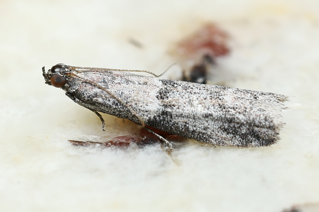Dusky Raisin Moth in September 2024 by Lane Nielson · iNaturalist