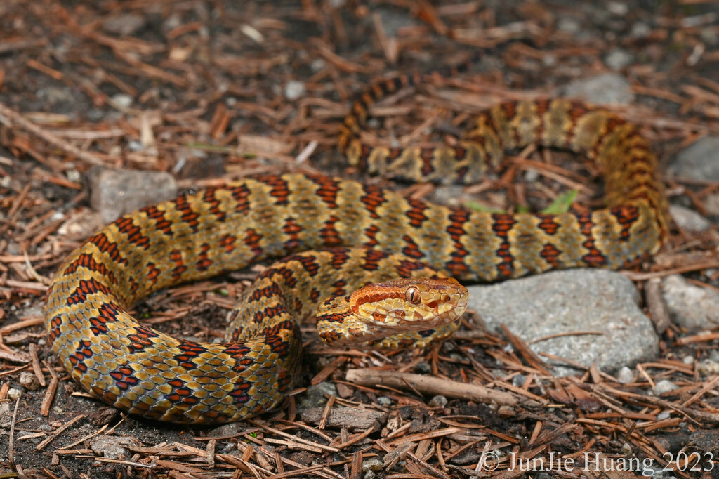 Protobothrops himalayanus in September 2023 by Junjie Huang · iNaturalist