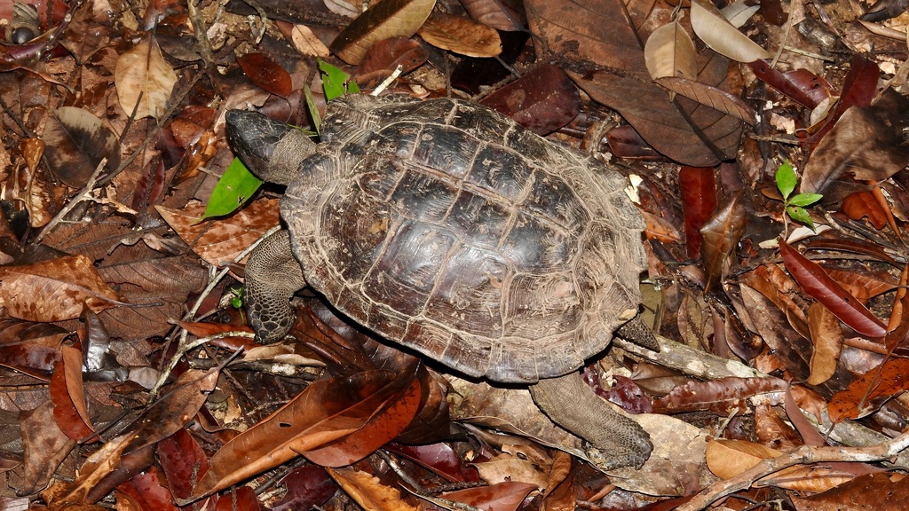 Spiny Terrapin in September 2024 by Tamara Muna Anisa · iNaturalist