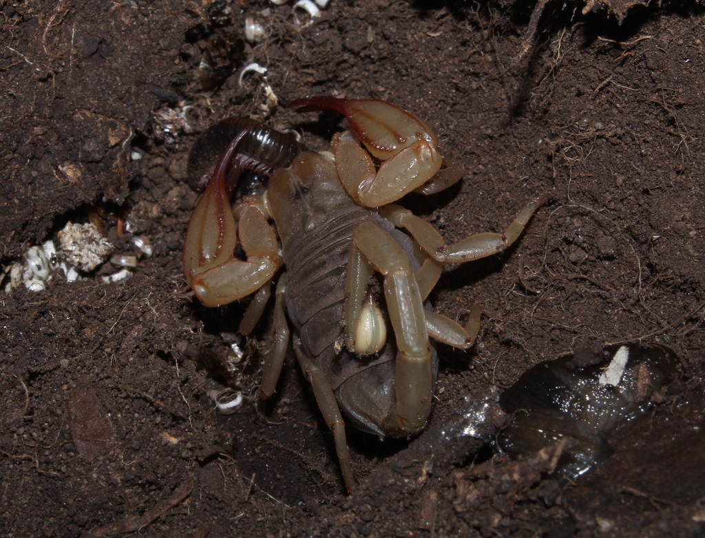 Flinders Ranges Scorpion from Wilmington SA 5485, Australia on ...