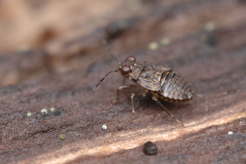 Shore bugs from Easthampton, MA, USA on August 5, 2024 at 05:22 PM by ...
