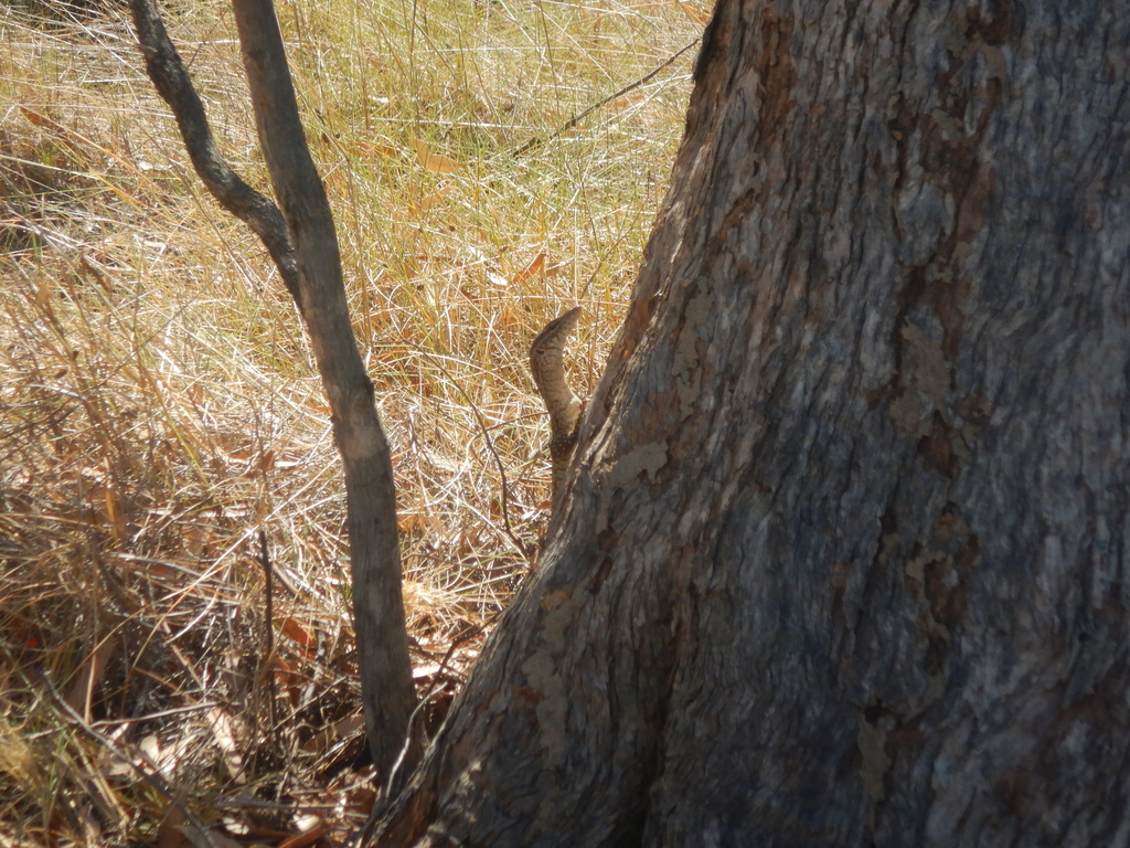 Freckled Monitor from Porcupine Gorge National Park, Porcupine, QLD, AU ...