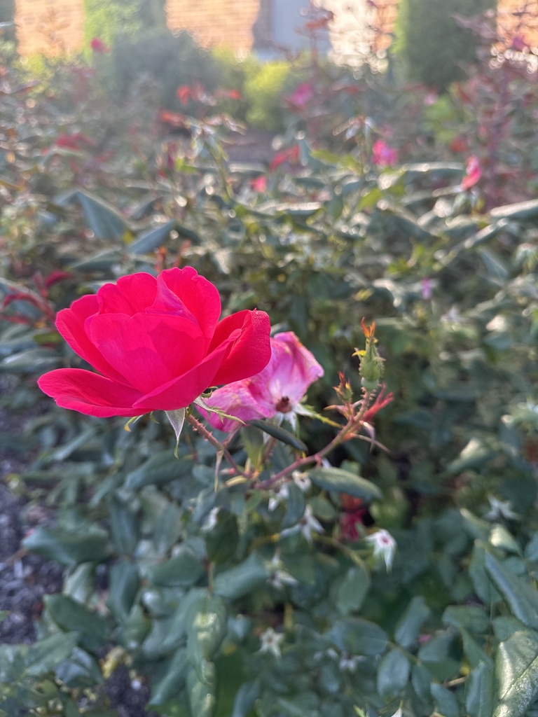 roses from Mercyhurst University, Erie, PA, US on September 10, 2024 at ...
