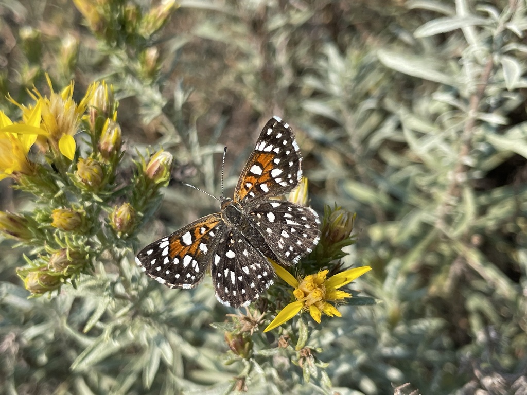 Mormon Metalmark from Raven Rd, Winthrop, WA, US on September 6, 2024 ...