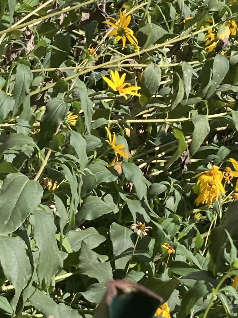 Huron Sachem from University of Pittsburgh, Pittsburgh, PA, US on ...