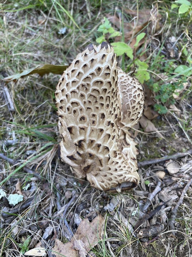 shingled hedgehog from Manahan Rd, Sabillasville, MD, US on September ...
