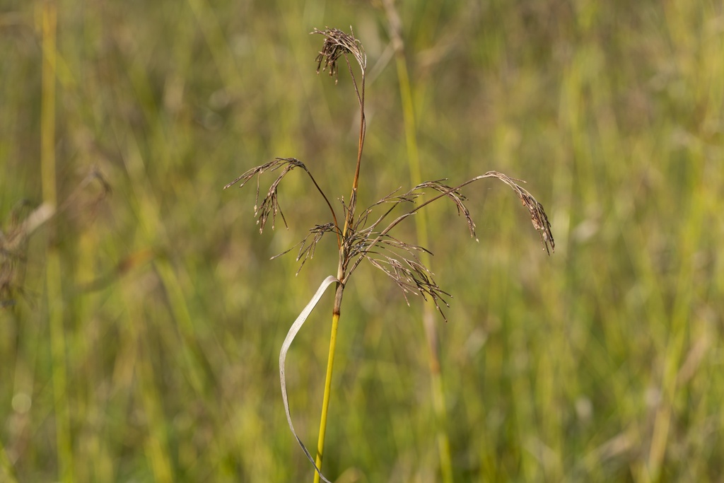 nodding bulrush from Point Au Roche State Park, Plattsburgh, NY, US on ...