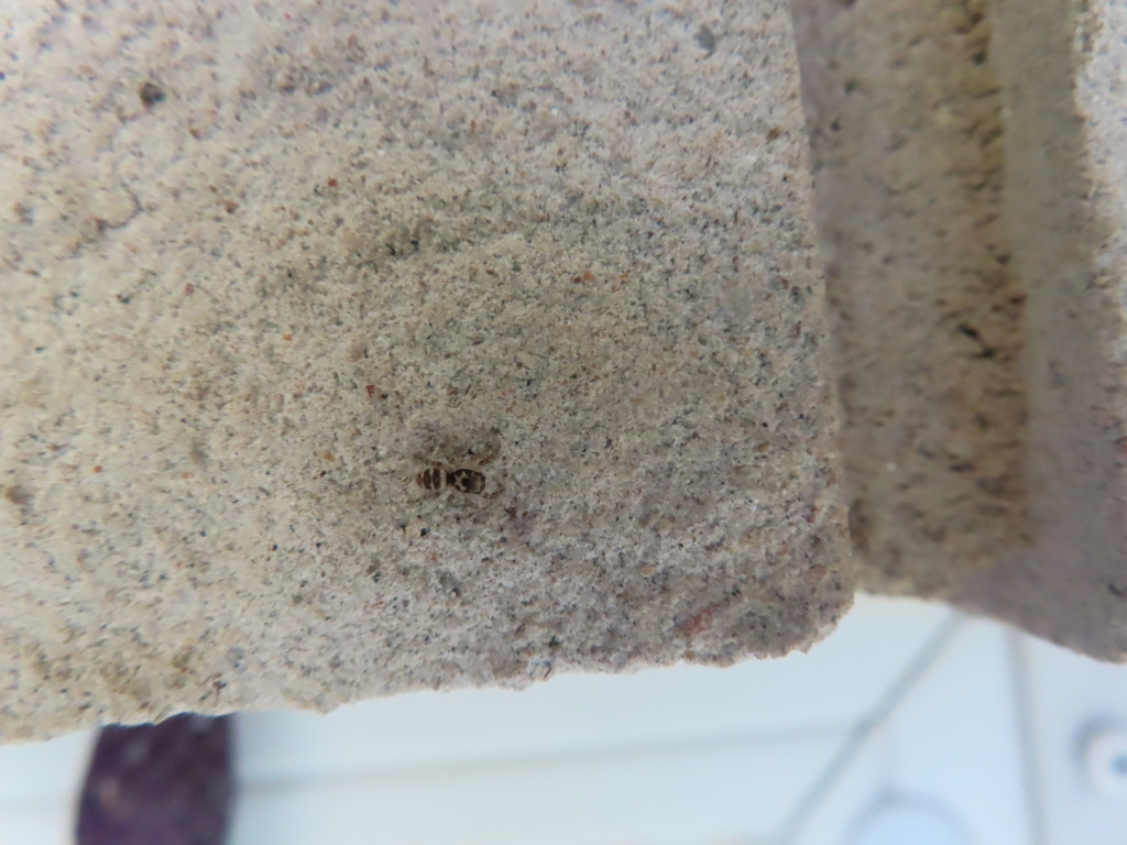 Zebra Jumping Spider from Green St, Saugeen Shores, ON, CA on September ...