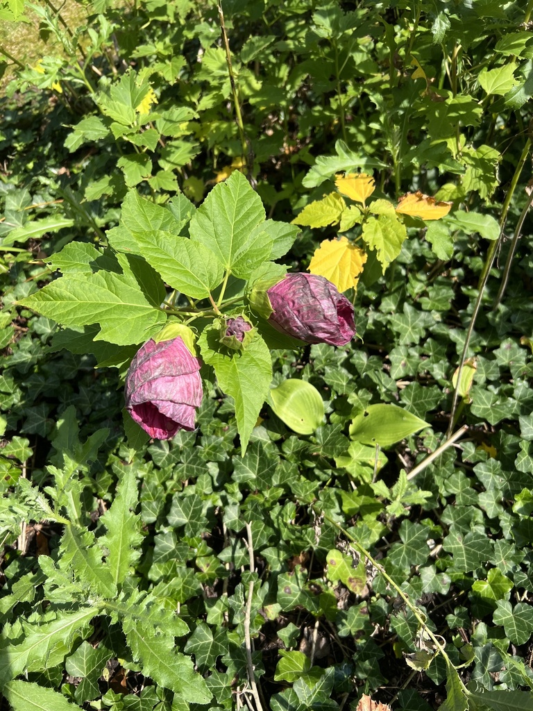 swamp rose mallow from N Park Blvd, Shaker Heights, OH, US on September ...