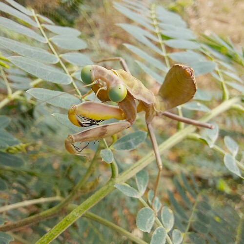 Observations by mrs_bear · iNaturalist