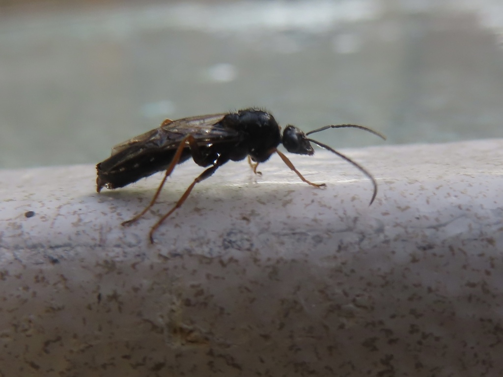 Silky Field Ant from Port Elgin, ON, Canada on September 10, 2024 at 05 ...