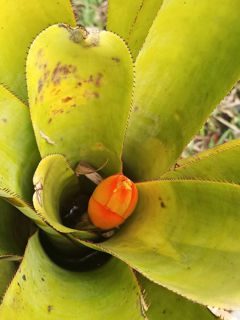 Aechmea from Archidona, EC-NA, EC on September 10, 2024 at 01:56 PM by ...